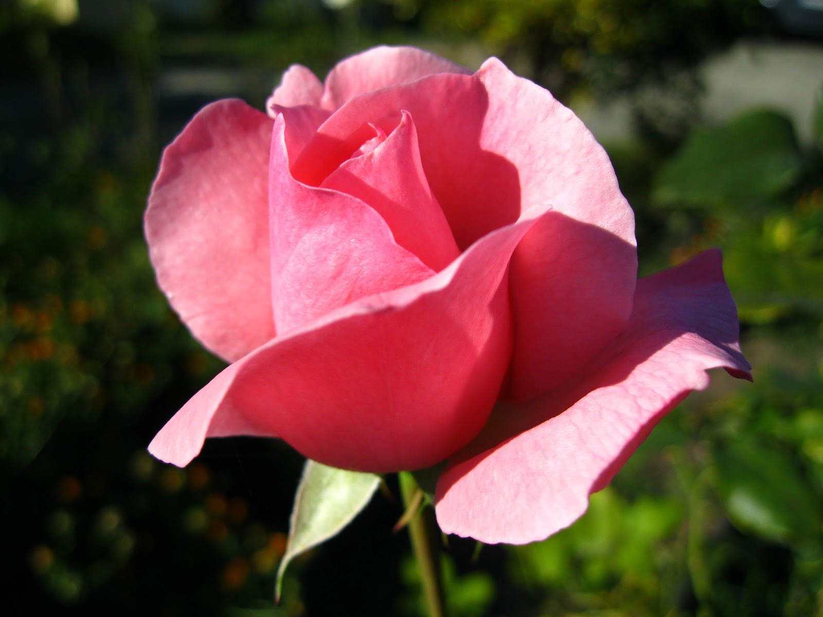 CAFÉ TORRADO E FUXICOS: ROSA ROSA CAFÉ TORRADO E FUXICOS: ROSA ROSA