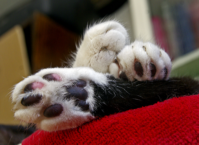 Pesonen: Kissan tassut