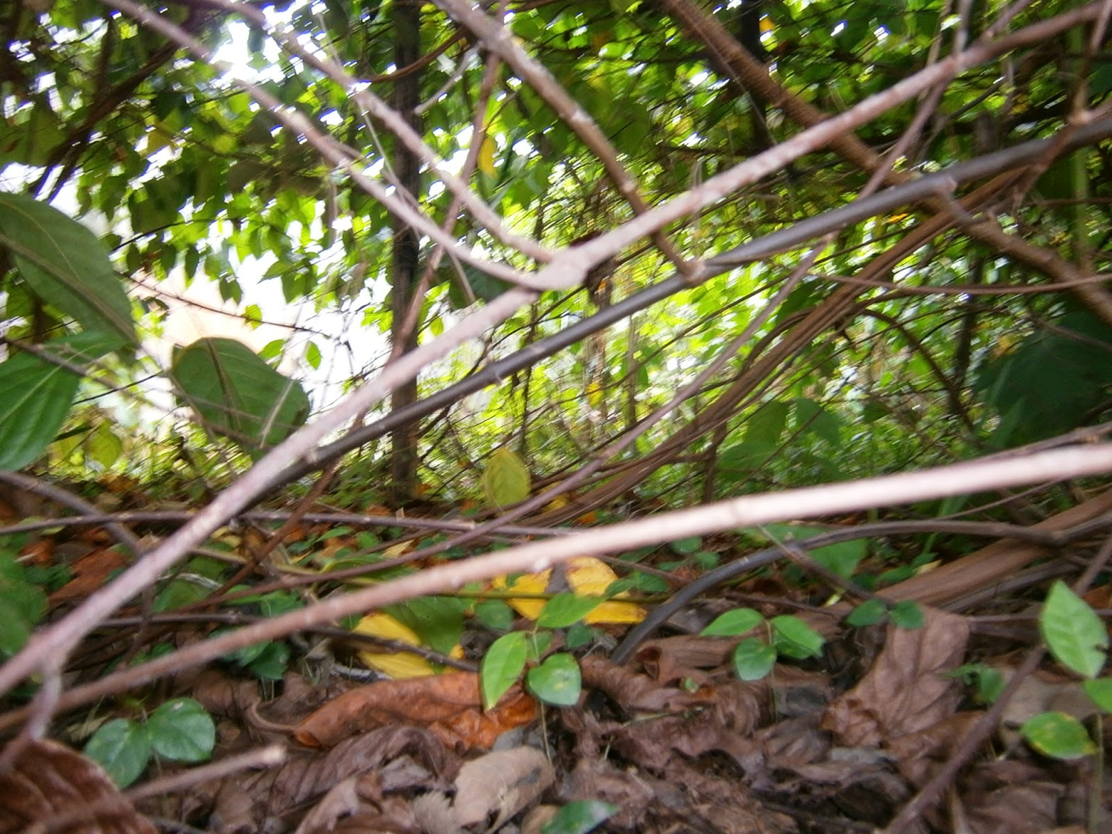 Zelando pela Chacrona e pelo Jagube: Sementeira Natural de Jagubes