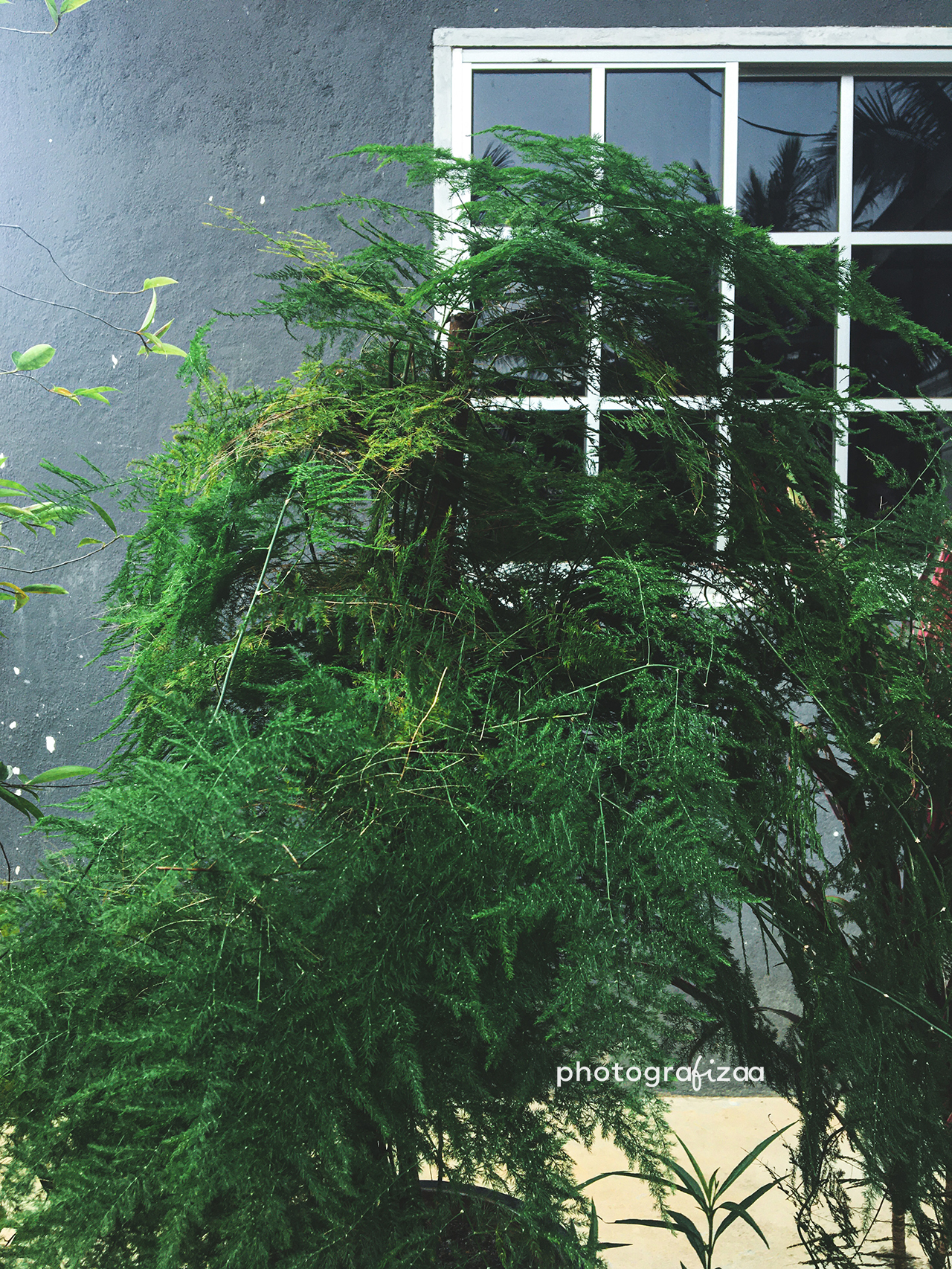 Pakis Asparagus Pokok Hiasan Cantik | Blog Sihatimerahjambu