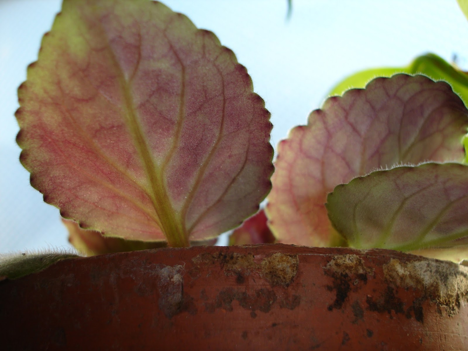 Dahlia's Meditations ~: The mantra of Pure Emptiness~ Svabhava Shuddo Ham