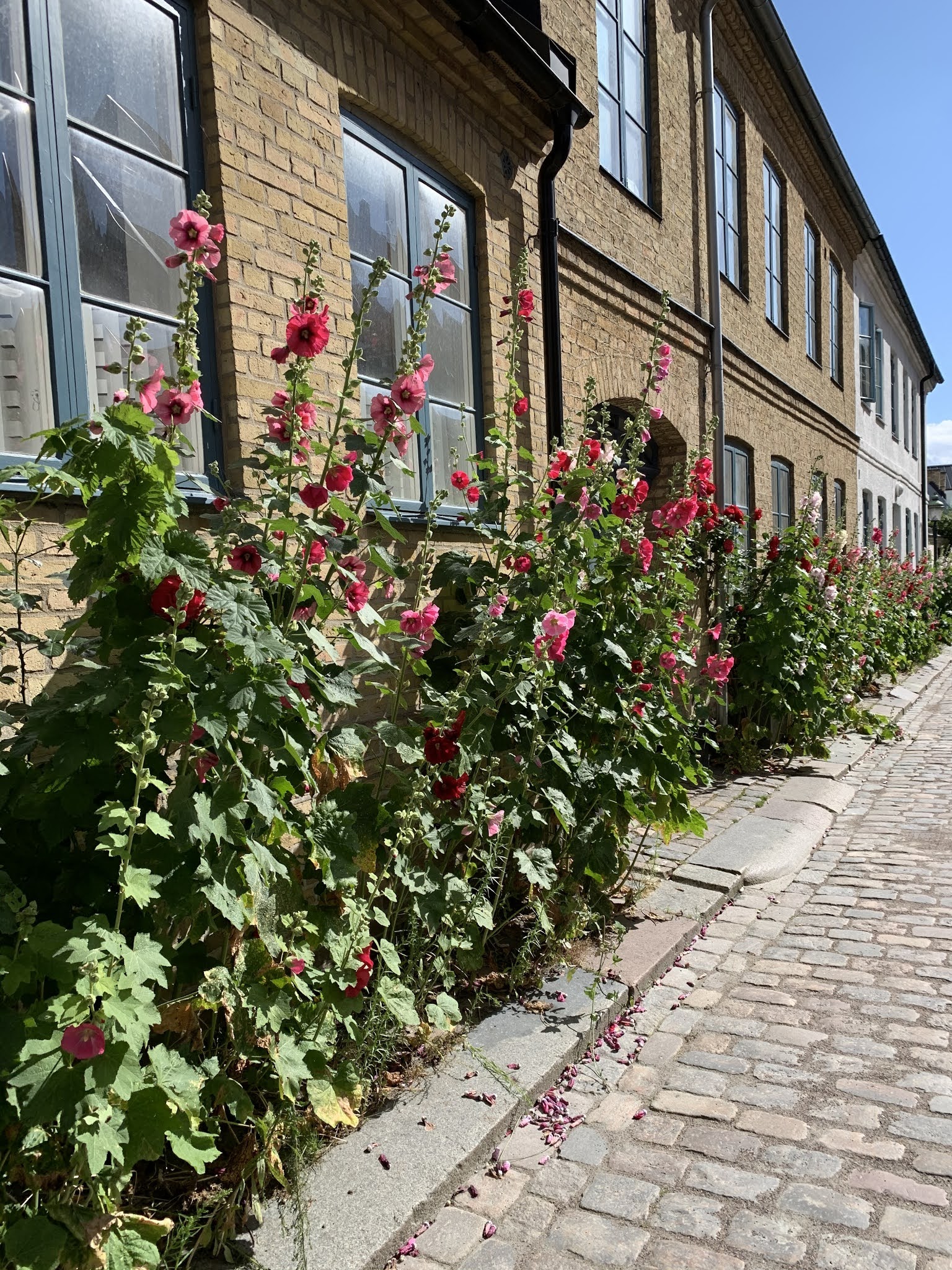 Destination Lund Sweden: Tourism, history and culture: Hollyhocks ...