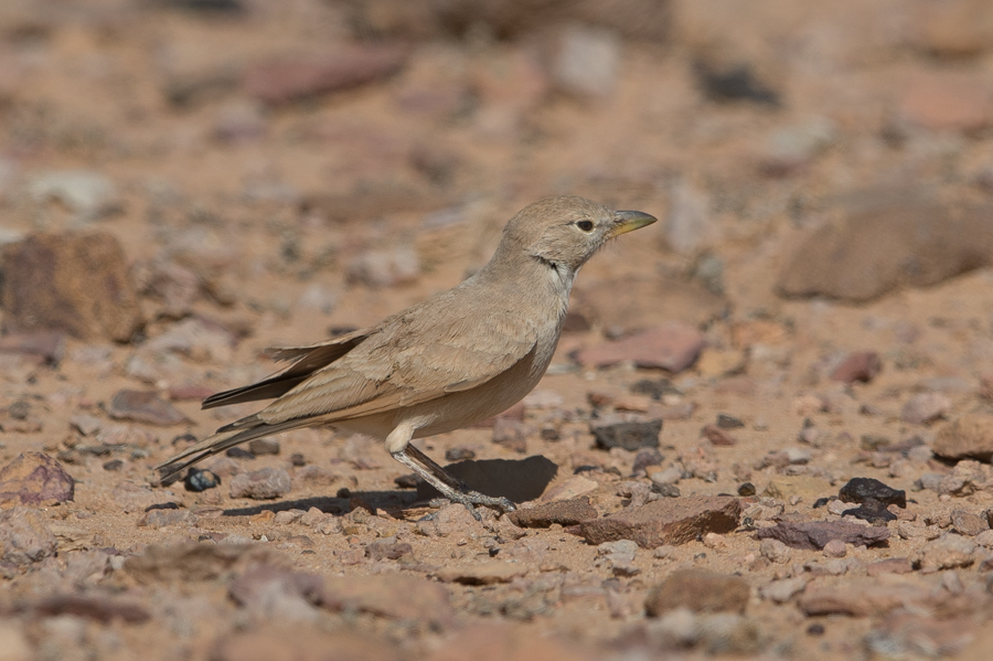 Birds of Saudi Arabia: Larks – Ushaiqer