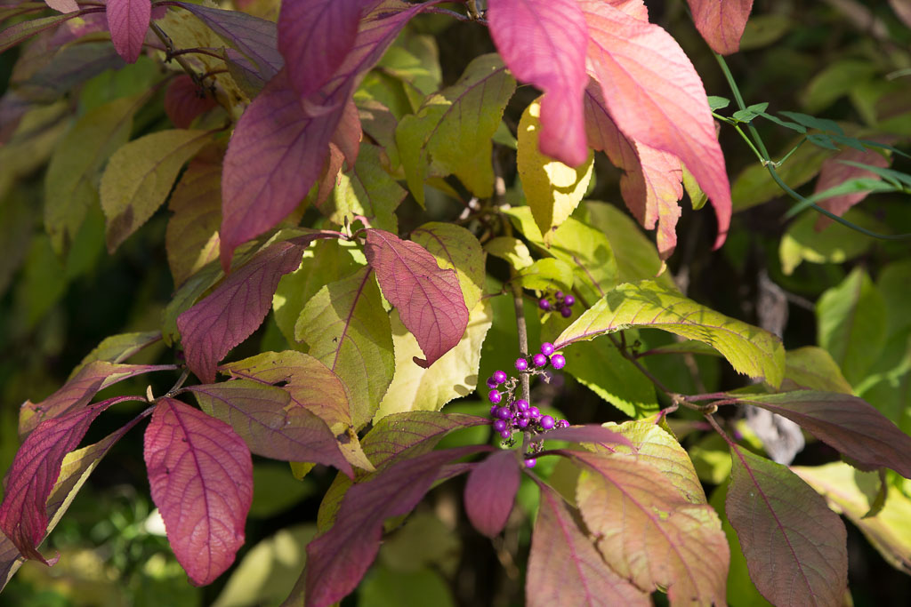 Shadows & Light: Bring Me a Shrubbery