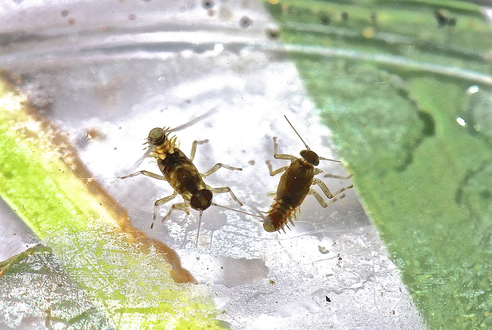 Aquatic Insects of Central Virginia: Small Minnow Mayflies at the ...