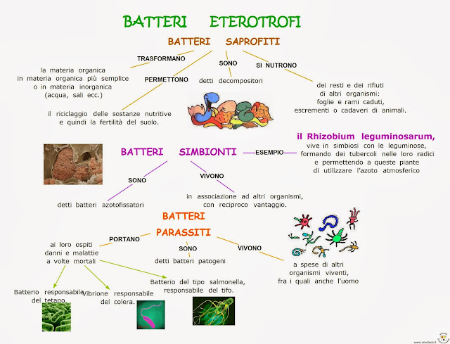 Paradiso delle mappe: Batteri eterotrofi