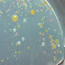 R2A Agar : Use, Composition and Principle - PharmaSOPcorner