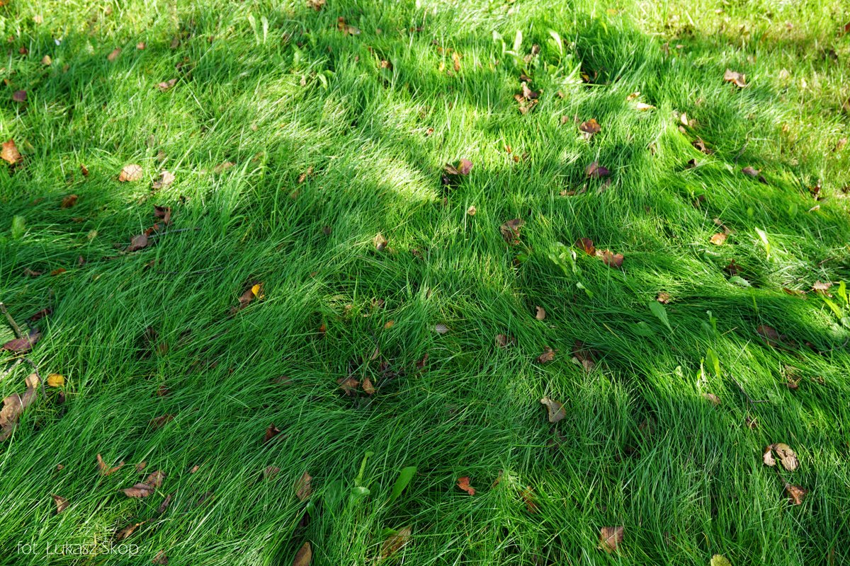 Ładny trawnik przez cały rok | BEZ OGRÓDEK | blog ogrodniczy