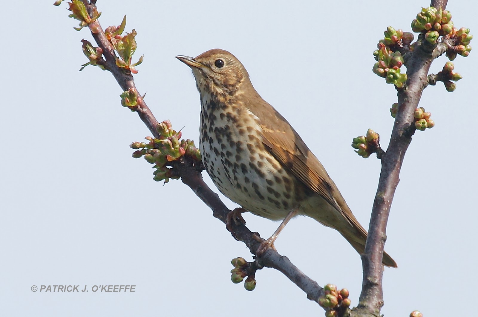 Raw Birds: SONG THRUSH (Turdus philomelos) Broadmeadow Estuary, Swords ...