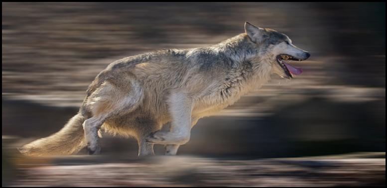 White Wolf : The Wolf Dance