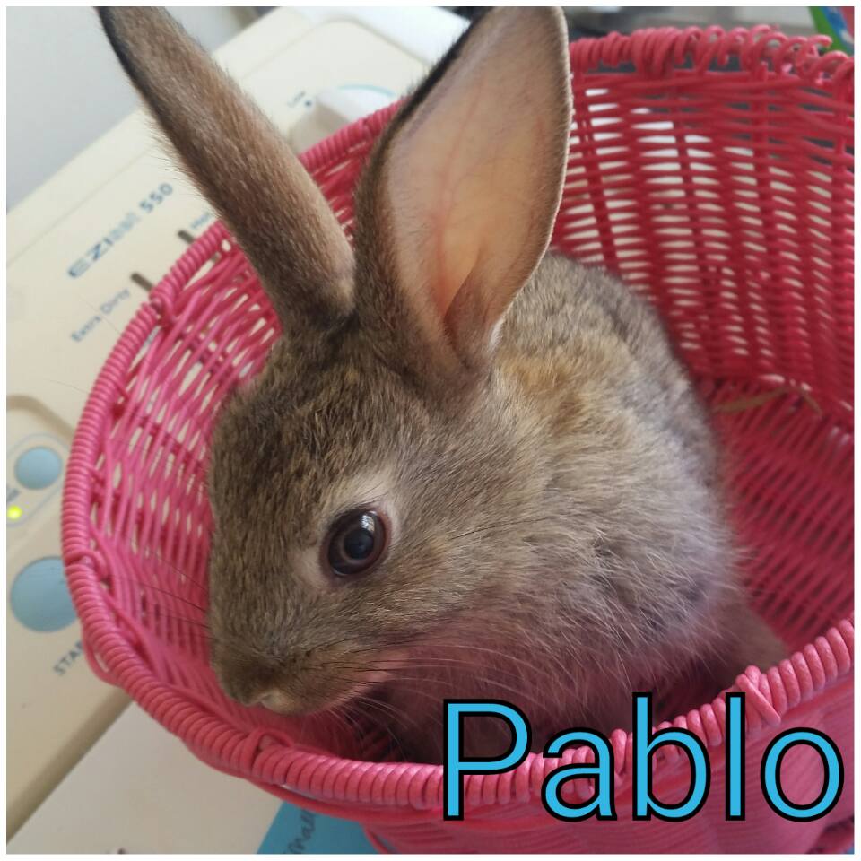 Rabbit Rescue Sanctuary: TWEED HEADS BABY RESCUE RABBITS FOR ADOPTION