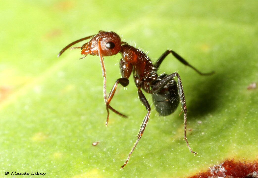 fourmis de Cuba- Hormigas de Cuba- Ants of Cuba: Camponotus planatus