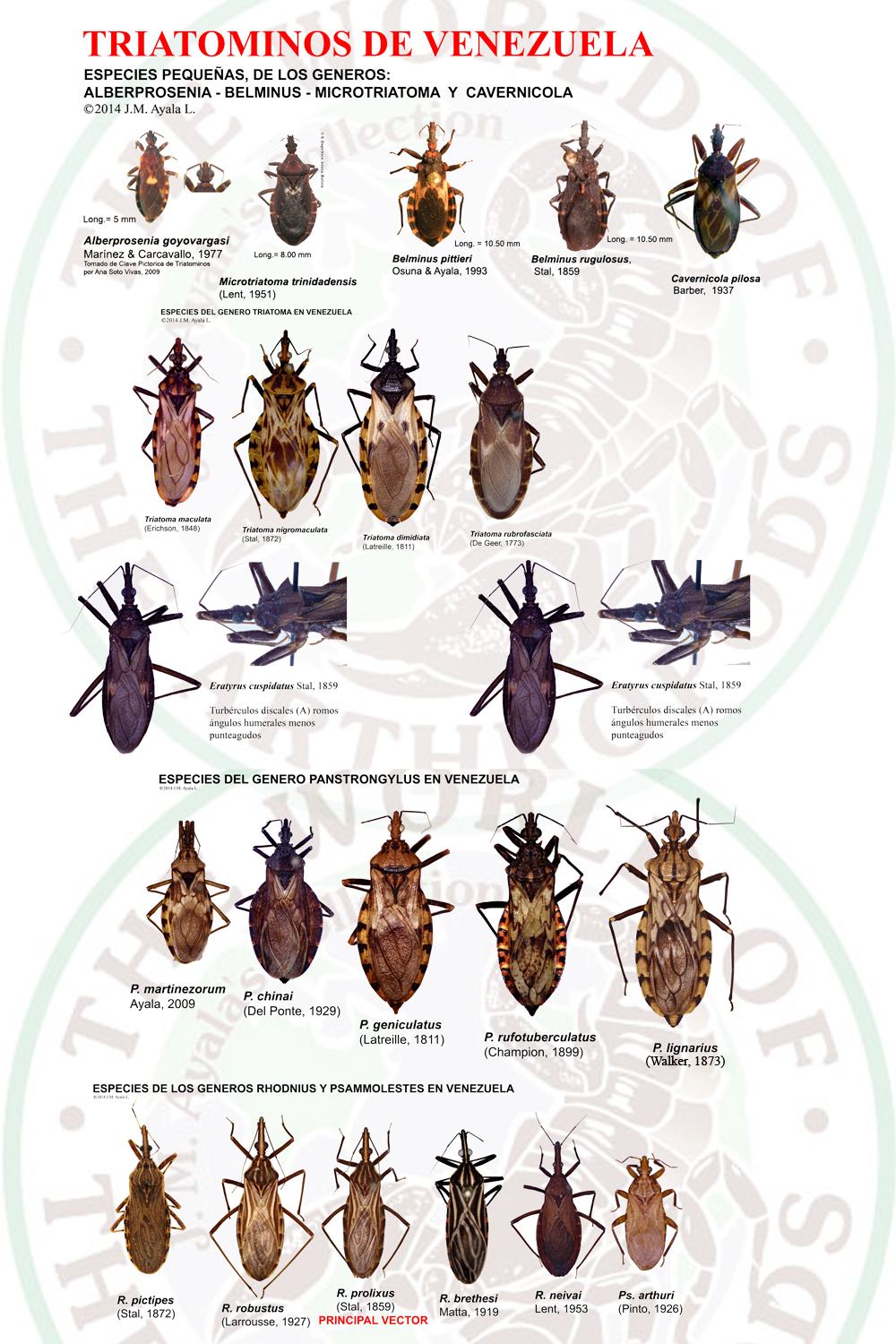 El Mundo de los Artropodos: Las 22 especies de CHIPOS (Triatominos) de ...