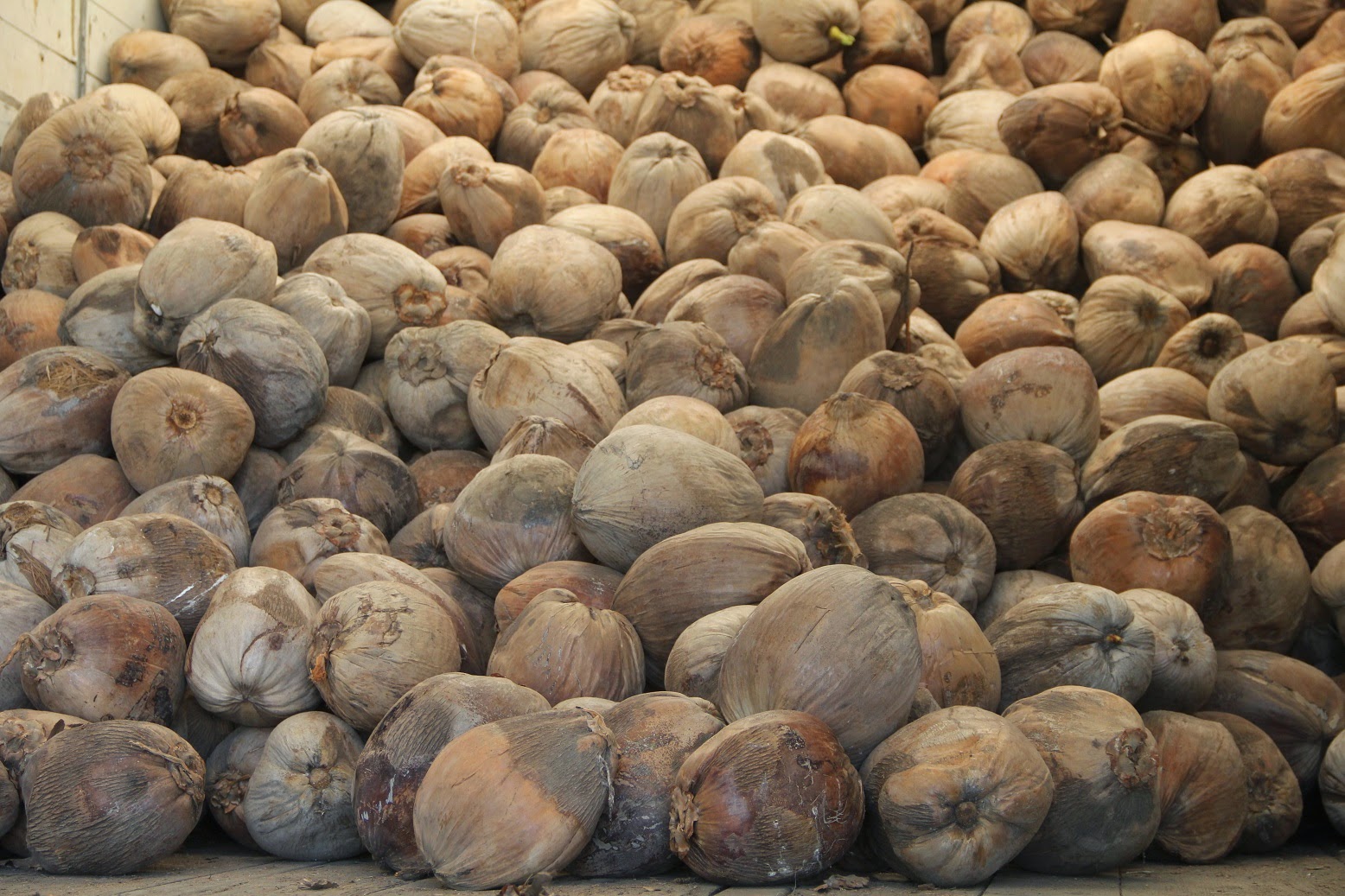 VaXtuxpan. Periodismo Virtual.: 11 MIL SEMILLAS DE COCO SEMBRARÁN LOS ...