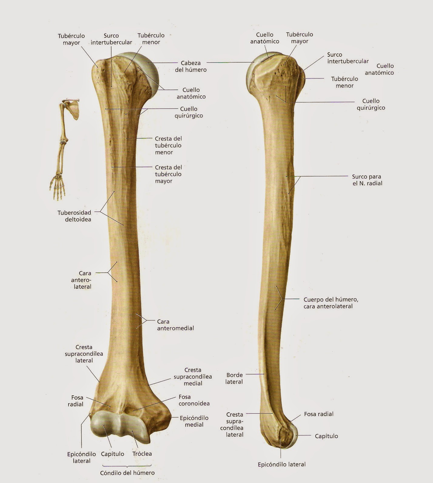Morfo-fisiología 1: MIEMBRO SUPERIOR