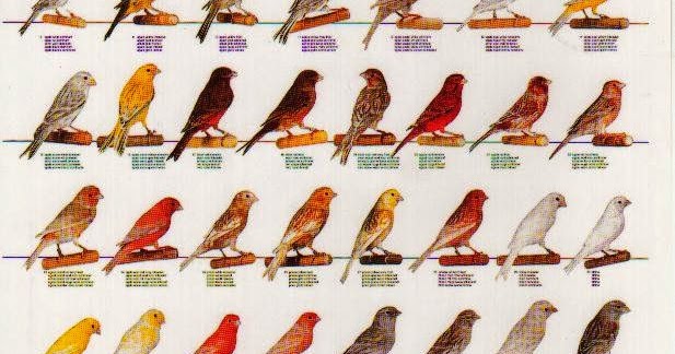 Canarios: Canarios de color