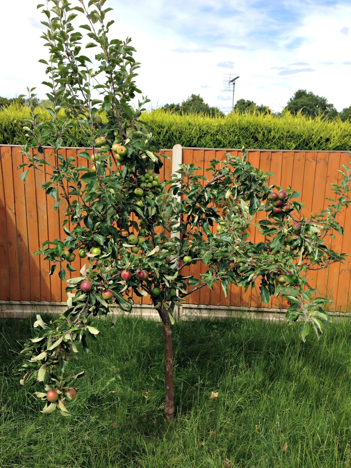 My (not-so) little apple tree | Little Apple Tree