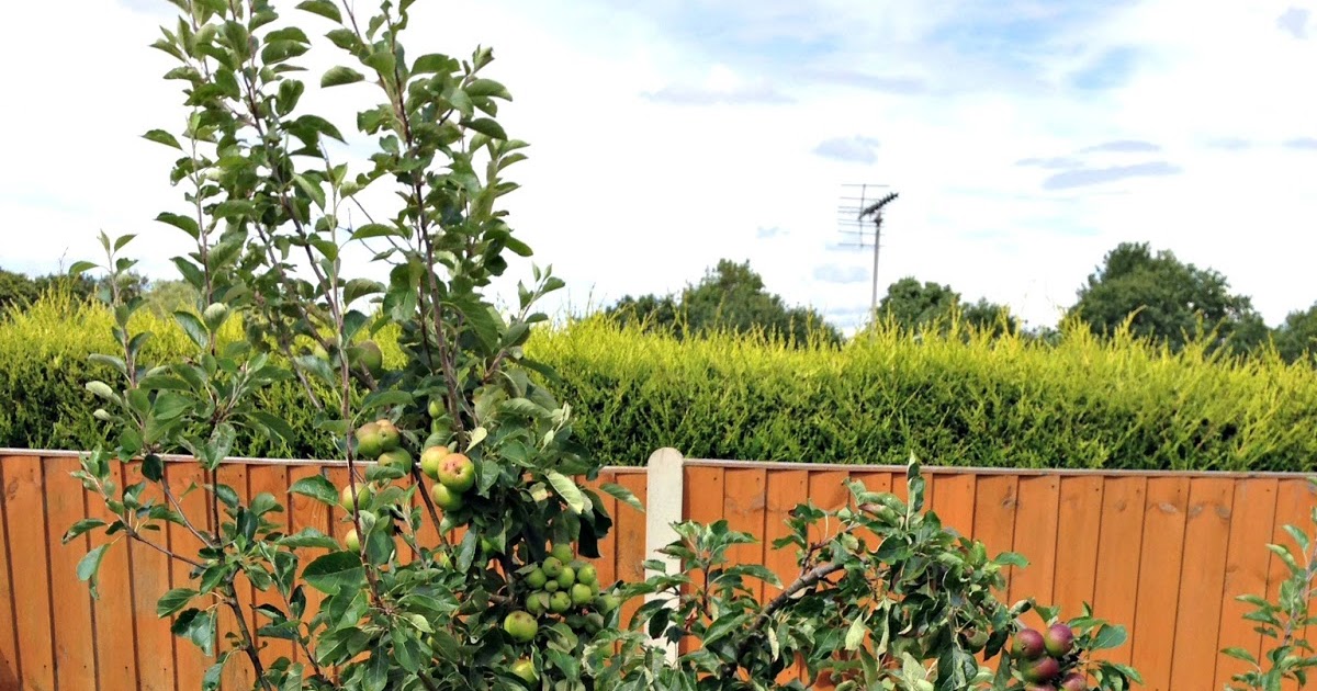 My (not-so) little apple tree | Little Apple Tree