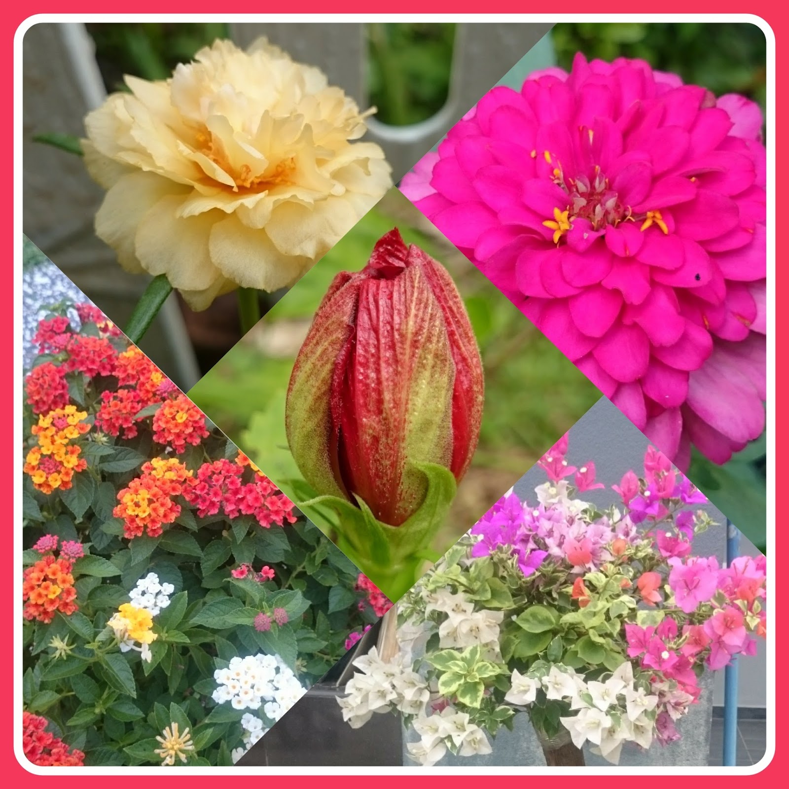 Menakjubkan 15+ Gambar Bunga Dan Rama Rama - Gambar Bunga Indah