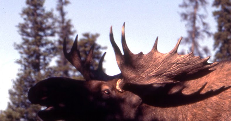 Moristotle & Co.: Moose: A Family Curse (Part 3 of a Story for My Son)