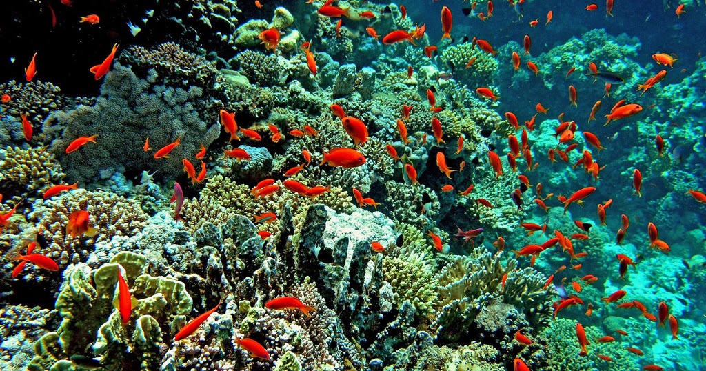 Sebutkan 10 Hasil Laut Yang Kamu Ketahui?