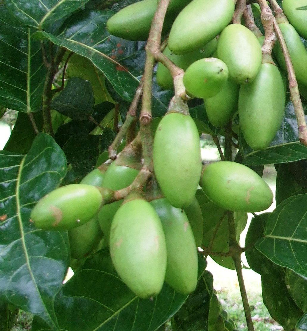 World of Fruit: Canarium spp.