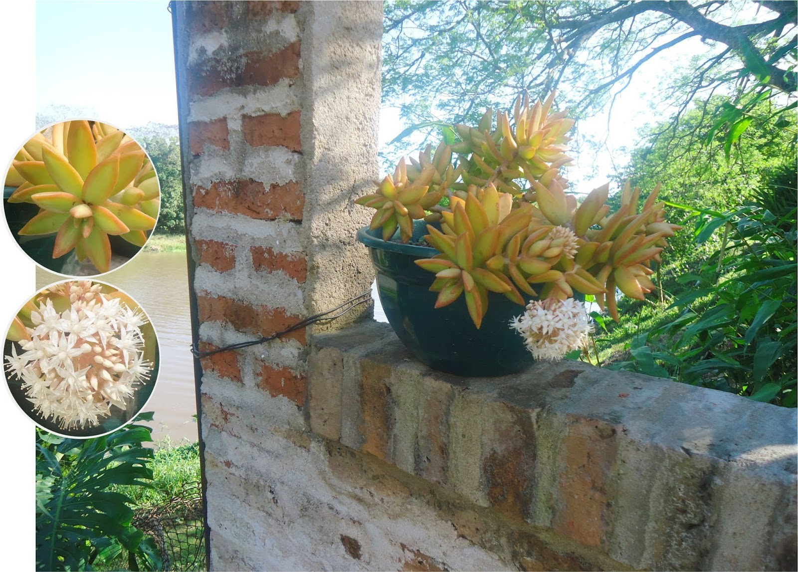 tutuna mituna: Sedum dorado / Sedum de Nussbaumer