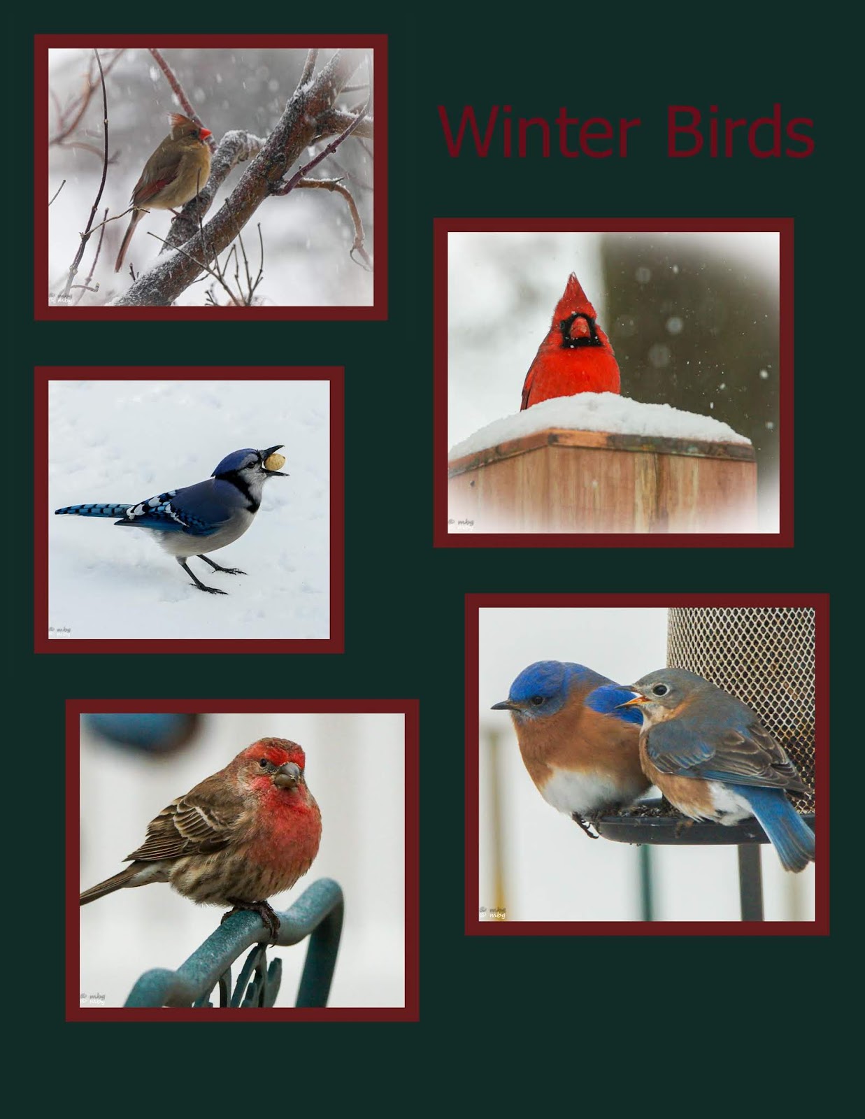 Review of Designing Collages and Composites in Photography