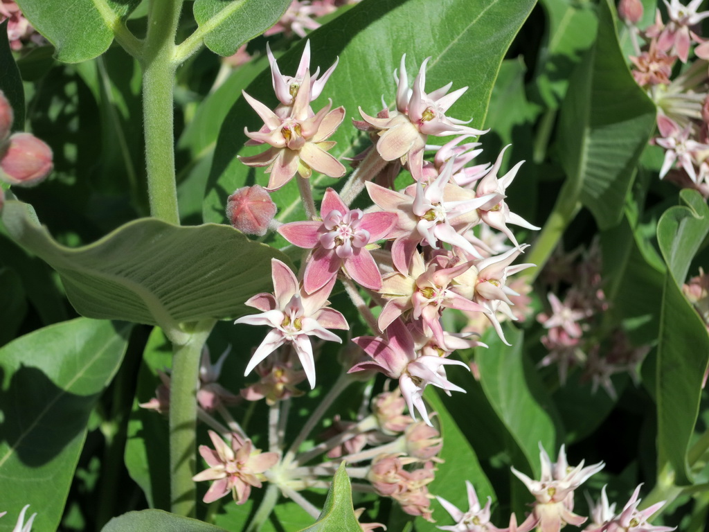 Clark's Oregon Wildflower Blog: Milkweed