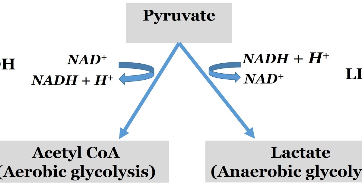 What are the precursors of gluconeogenesis?: Biochemistry
