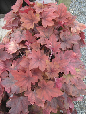 Future Plants by Randy Stewart: Tiarella & Heucherella