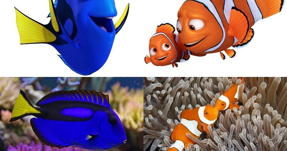 Đừng “đi tìm Dory” trong đời thật