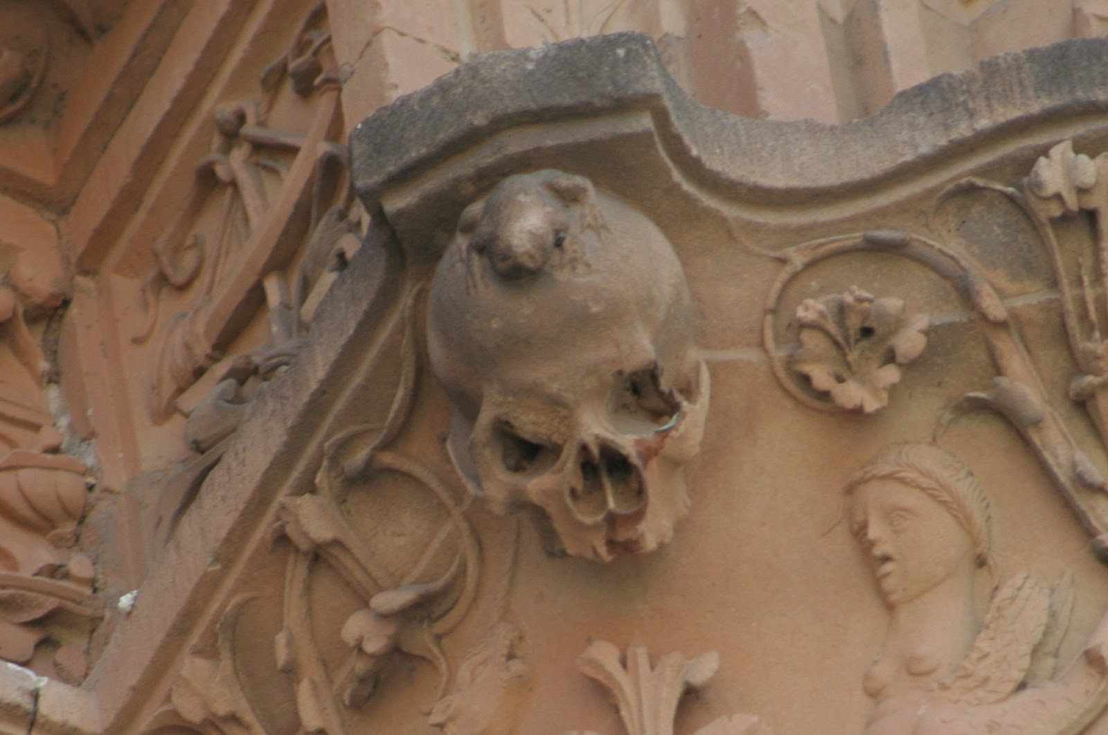 La rana de la Universidad de Salamanca. | La medusa Paca