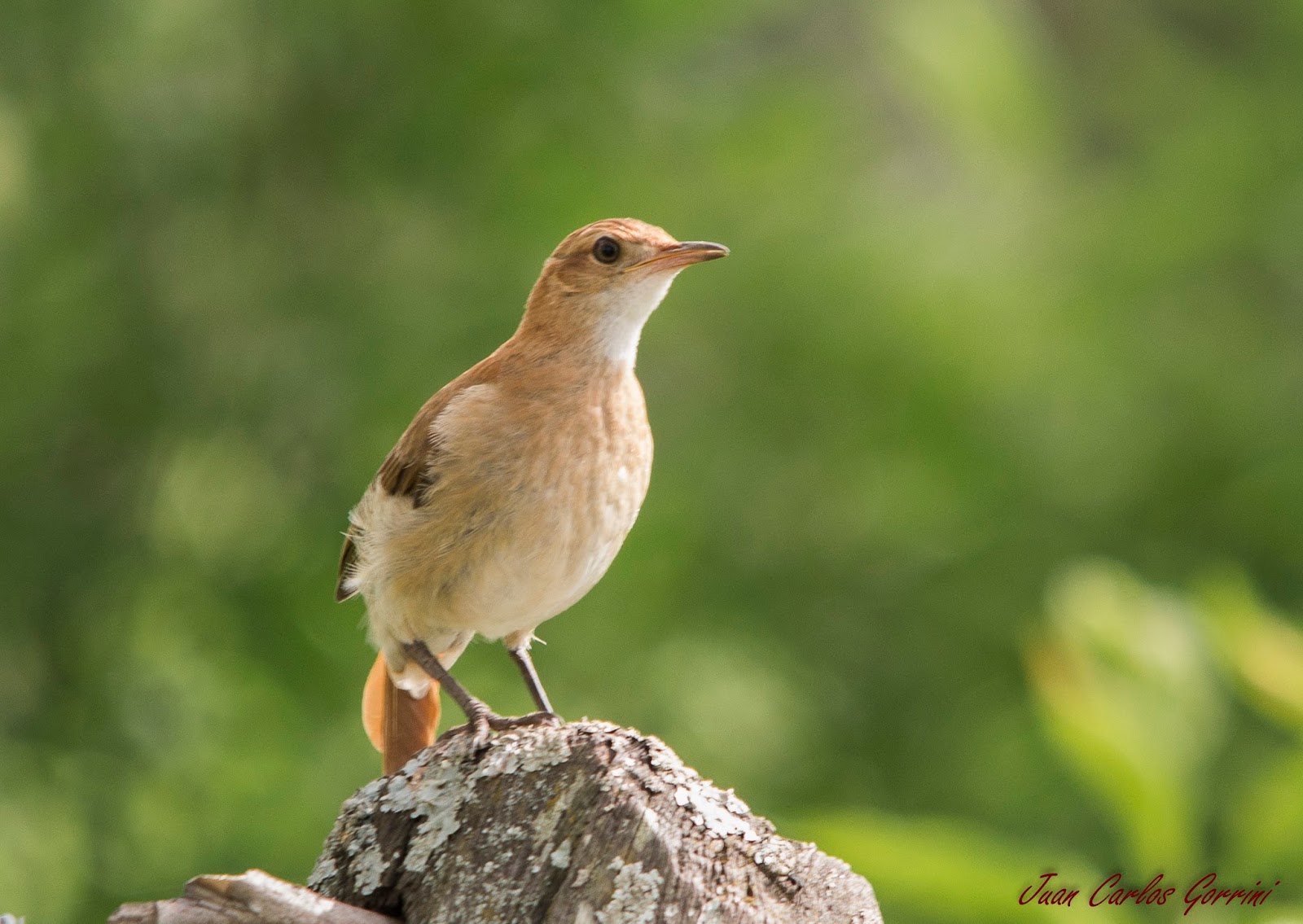 Aves Rosario de la Frontera Salta: Hornero, ave nacional de Argentina