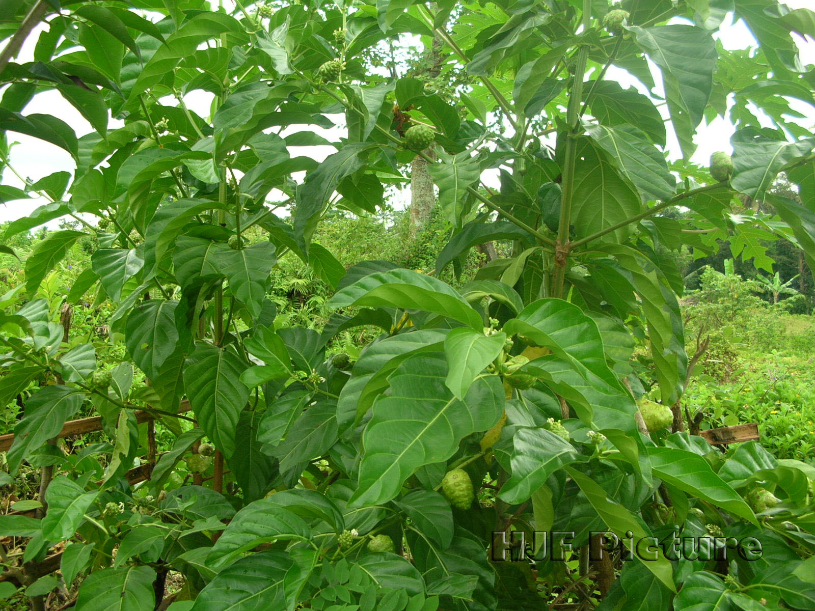 Ringan: Pohon Mengkudu, berikan manfaat buah mu