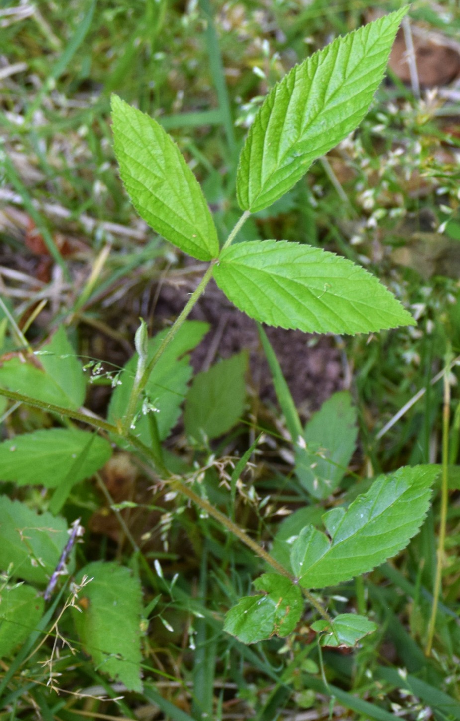 Using Georgia Native Plants: Those Confusing Leaves of Three