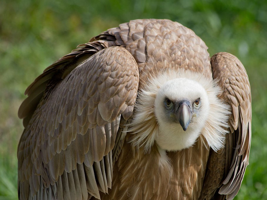 MyPhotoPics: Gyps fulvus, το όρνιο