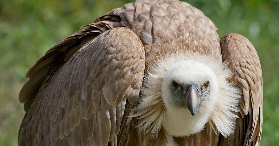 MyPhotoPics: Gyps fulvus, το όρνιο