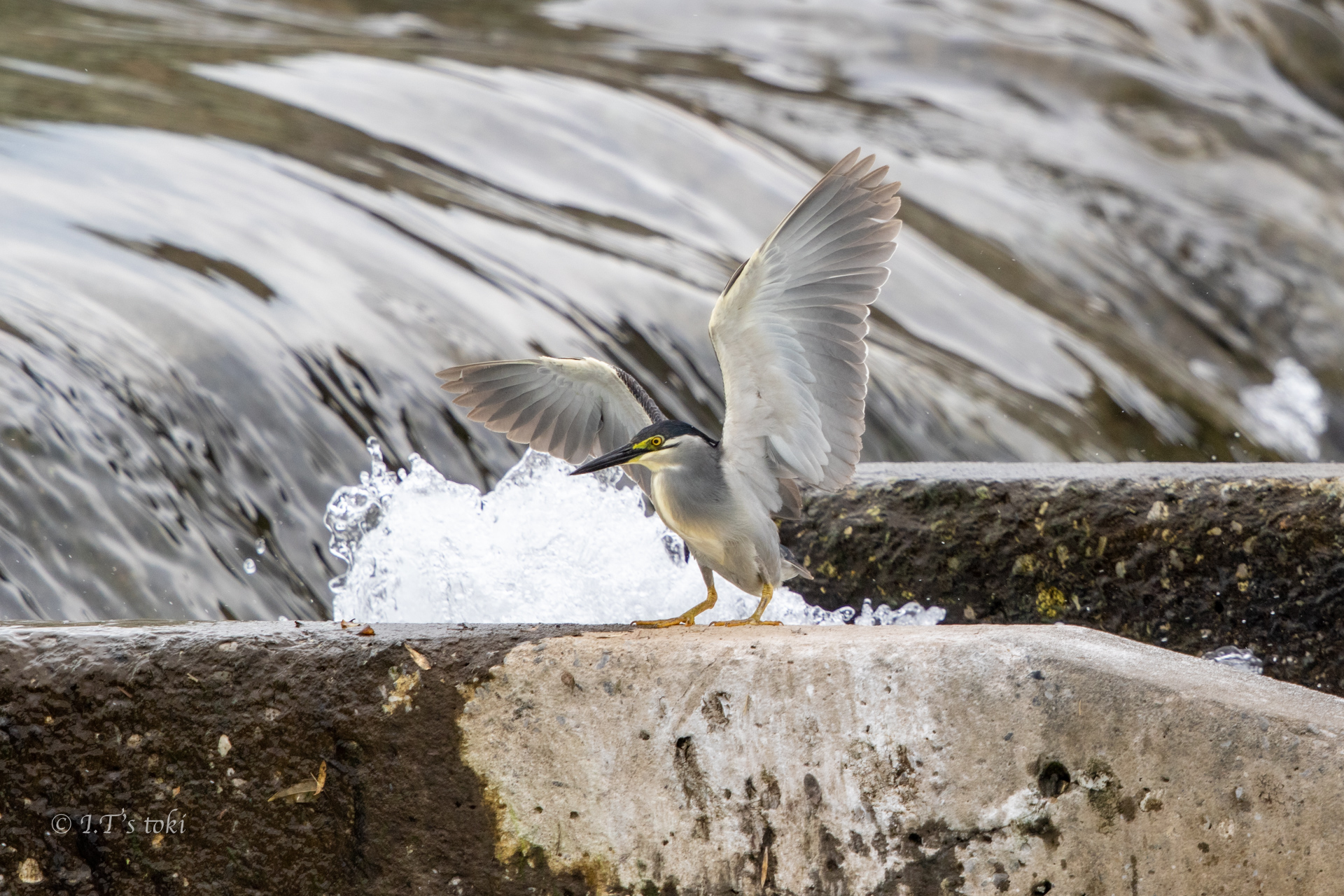 I.T's toki Wild Bird Photos: 7月 2020