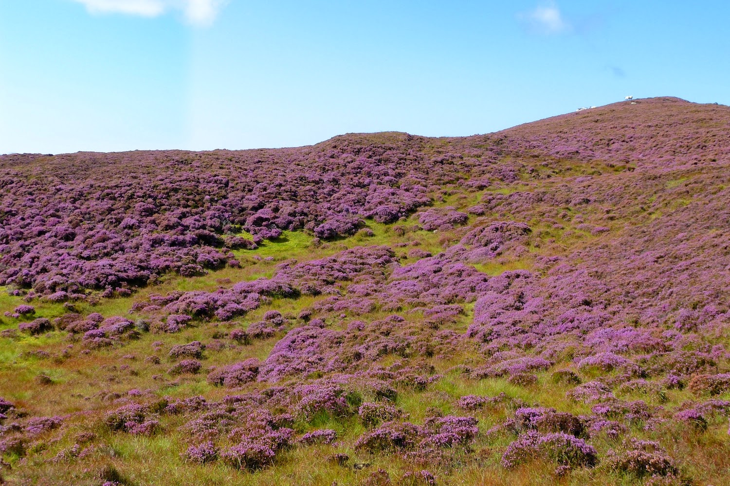 A Kilchoan Diary: Western Heather