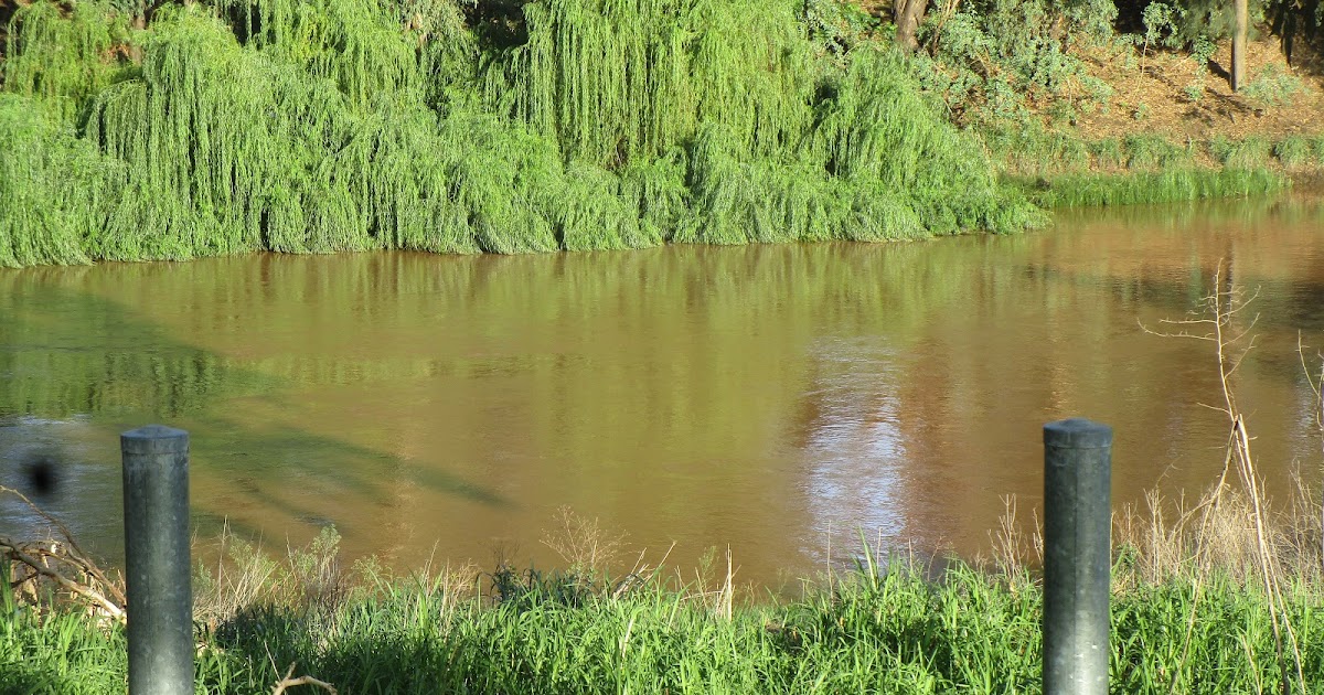 Downunder Daisy: Mud