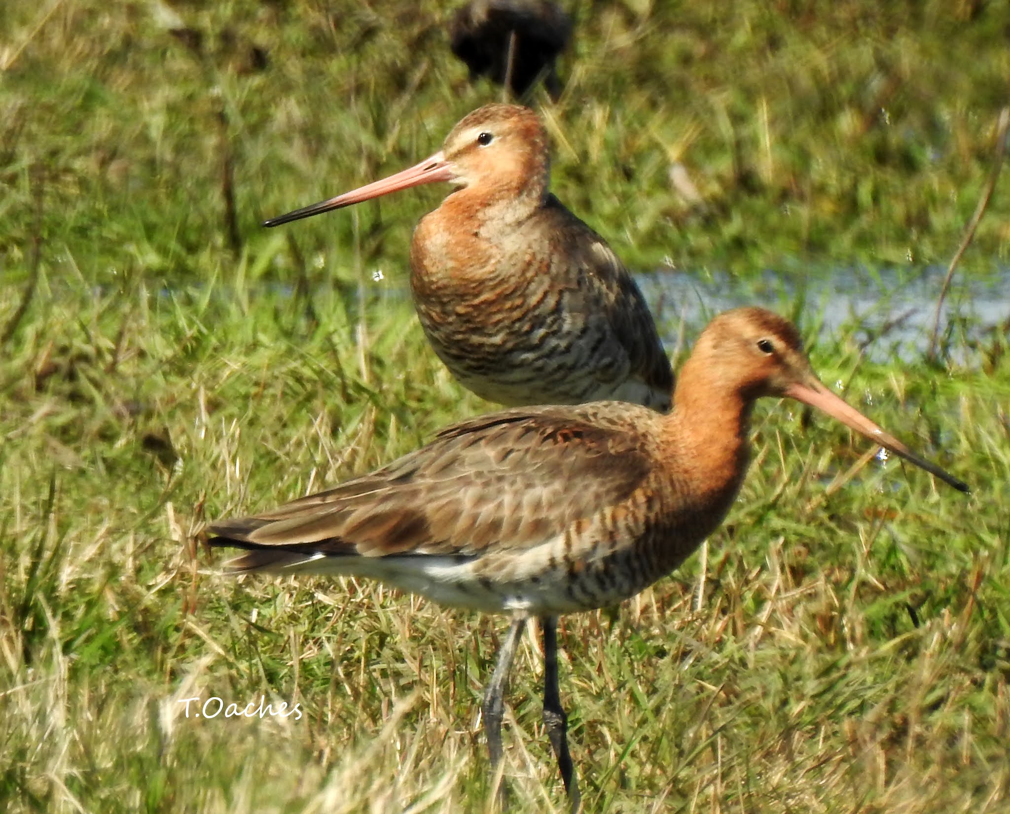 PASARI DIN ROMANIA: SITAR DE MAL, Limosa limosa