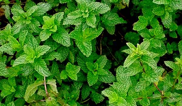 Hierbabuena (Menthaspicata) - Plantas