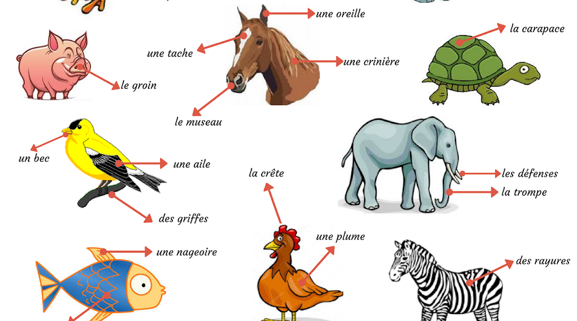 REPASA FRANCÉS EN CASA: LAS PARTES DEL CUERPO DE LOS ANIMALES