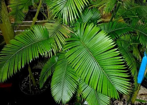 8 Macam dan Jenis-Jenis Palem Rumpun Yang Eksklusif