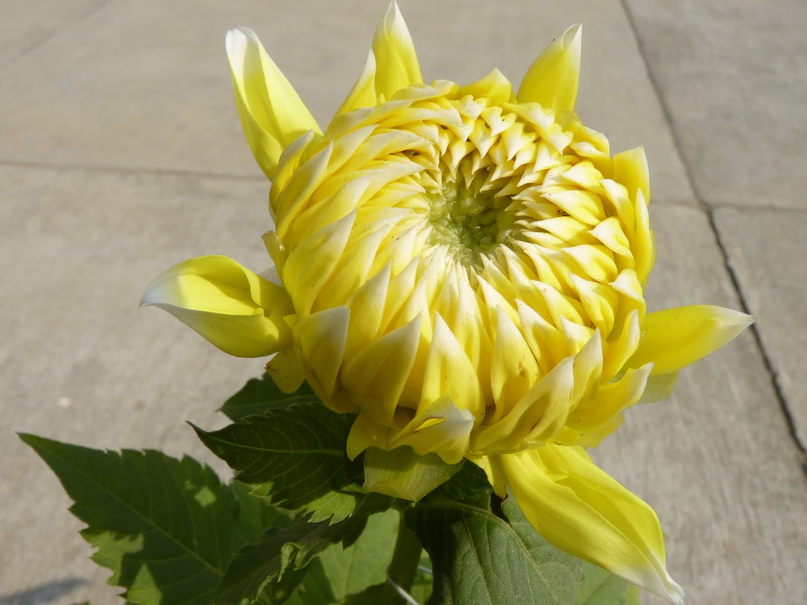 Dr S N Prasad, Mysore, India: The Alluring Aura of Anoopshahr ...