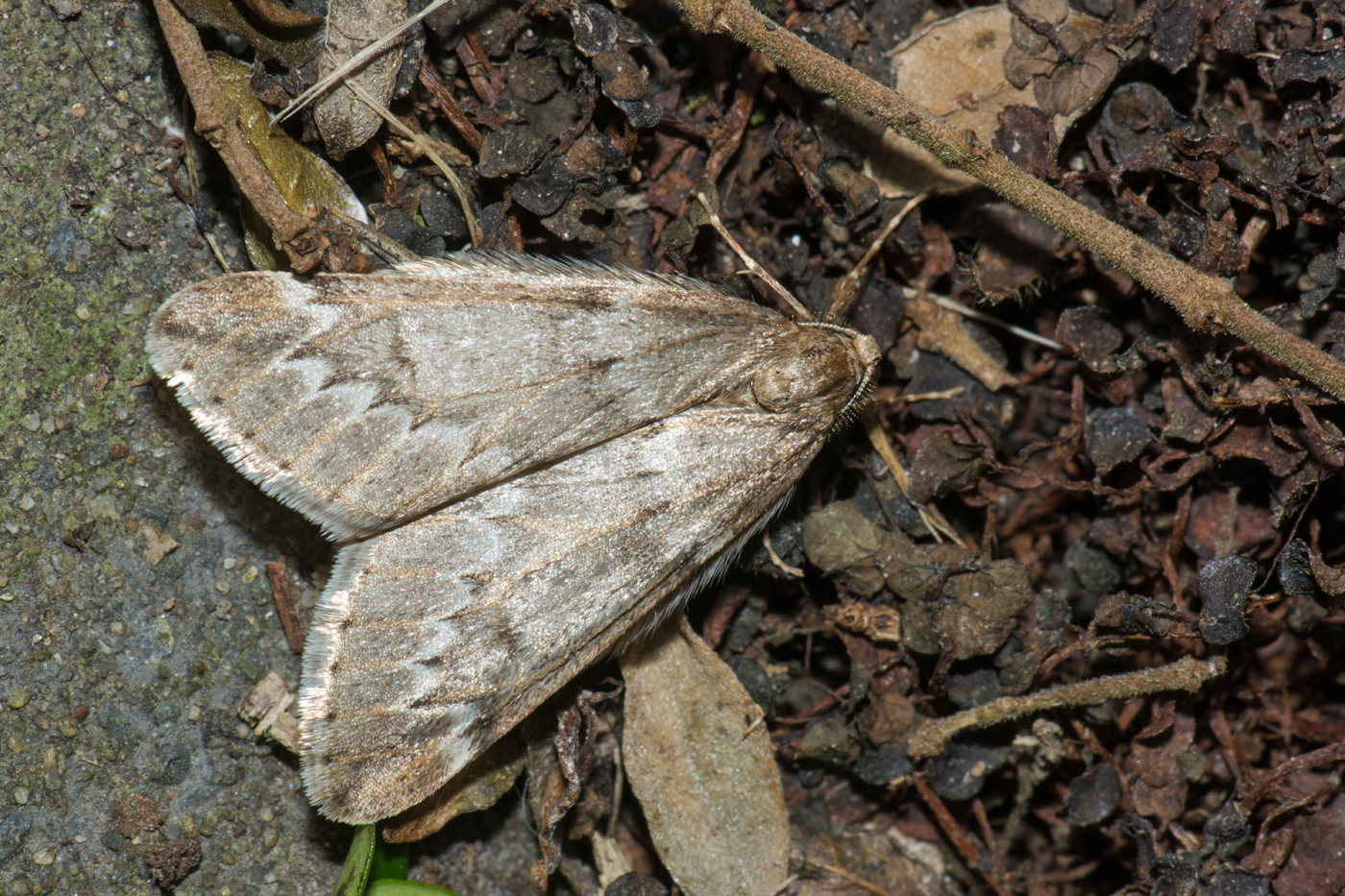 Ceredigion Moths: Cross Inn