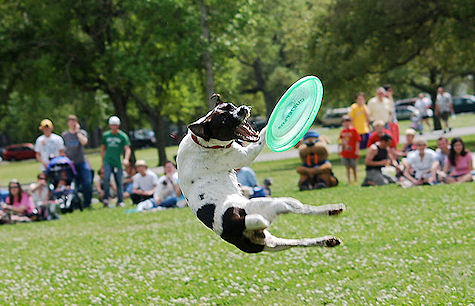 The Presurfer: Frisbee Dogs Champions