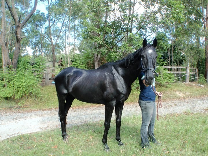 Save a Horse Australia Horse Rescue and Sanctuary: April 2011