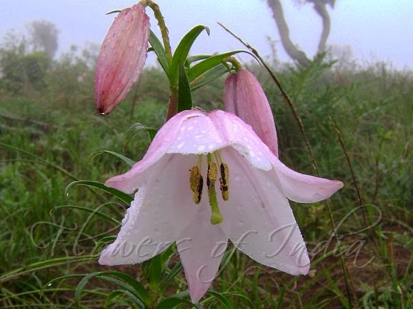 MY MANIPUR: SIROI LILY